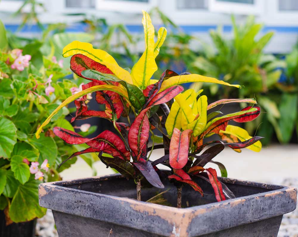 Croton plant outdoor - Adds Vibrance to Your Yard