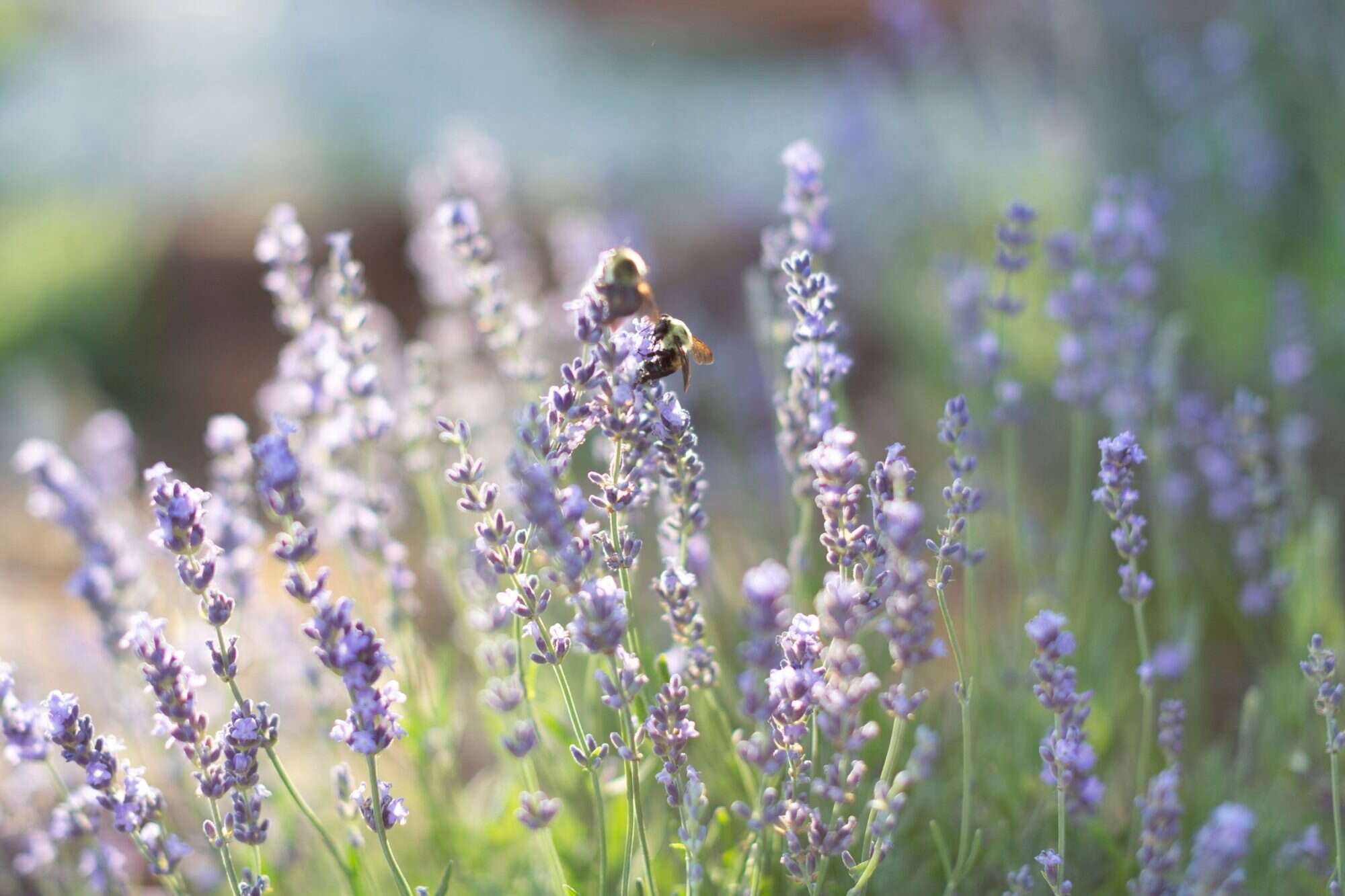 how to plant lavender- A Step-by-Step Guide for Optimal Growth