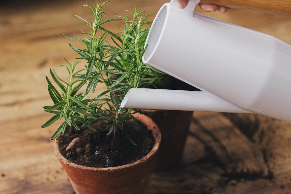 A Guide to Growing Rosemary Plants Indoors